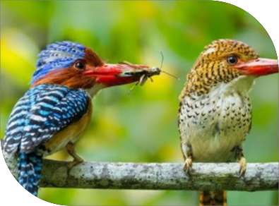 Birds - Khao Yai National Park